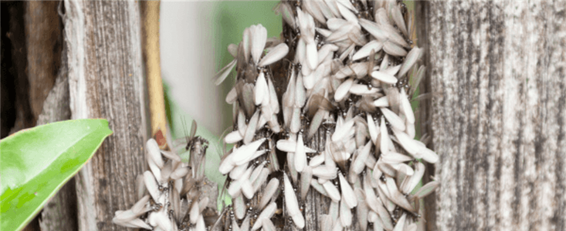 Our Blog | Hilton Head Exterminators