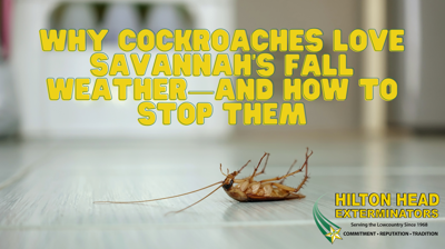 Hilton Head Island Pest Control | Hilton Head Exterminators