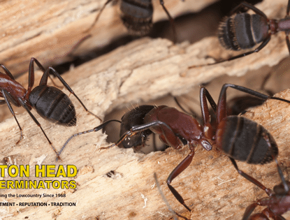 Hilton Head Island Pest Control | Hilton Head Exterminators