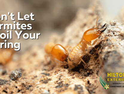 Hilton Head Island Pest Control | Hilton Head Exterminators