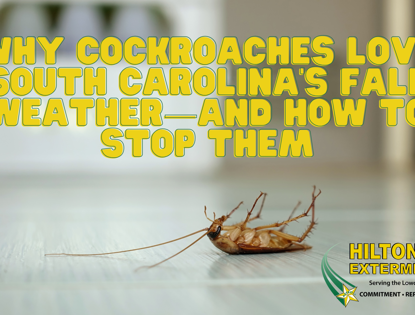Hilton Head Island Pest Control | Hilton Head Exterminators