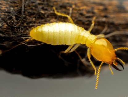 Hilton Head Island Pest Control | Hilton Head Exterminators