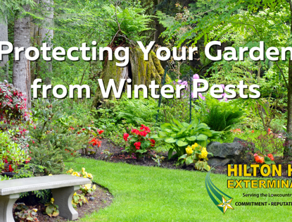 Hilton Head Island Pest Control | Hilton Head Exterminators