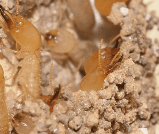 October 2018 Blogs | Exterminator Services in Hilton Head