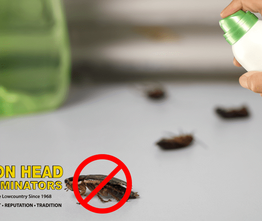 Our Blog | Hilton Head Exterminators