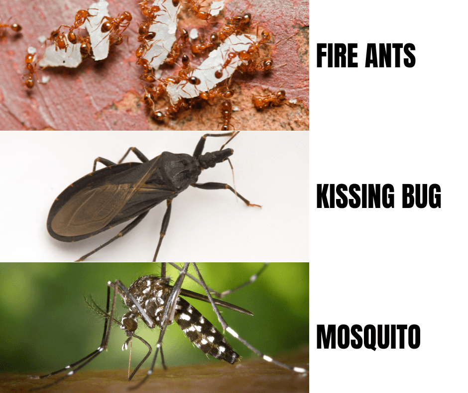 What Are The Most Dangerous Bugs in South Carolina