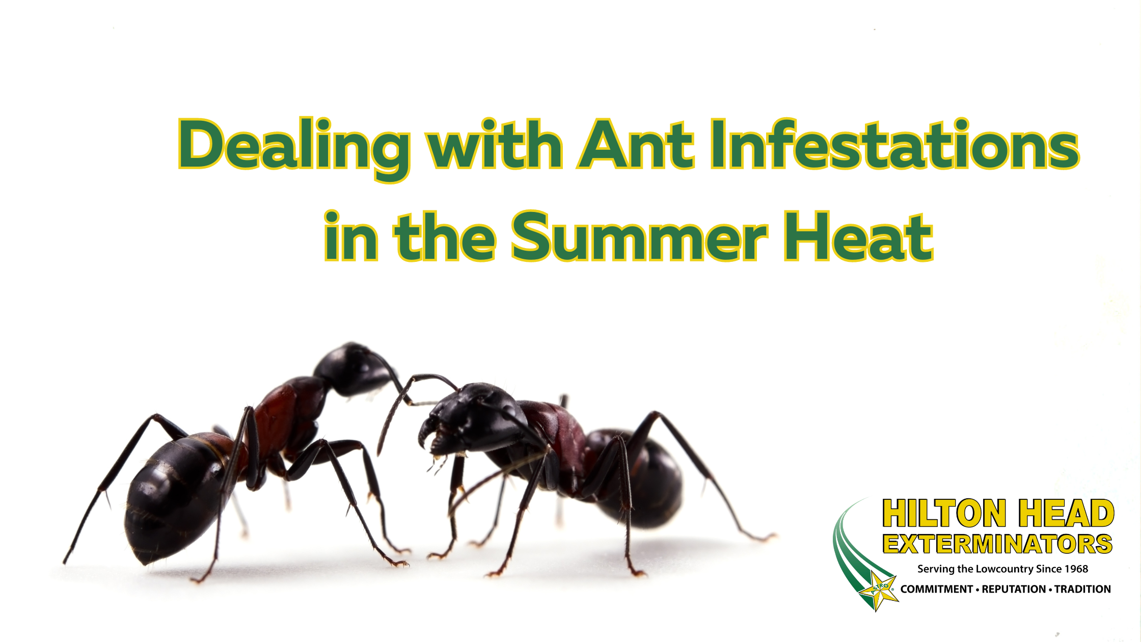 Dealing with Ant Infestations in the Summer Heat