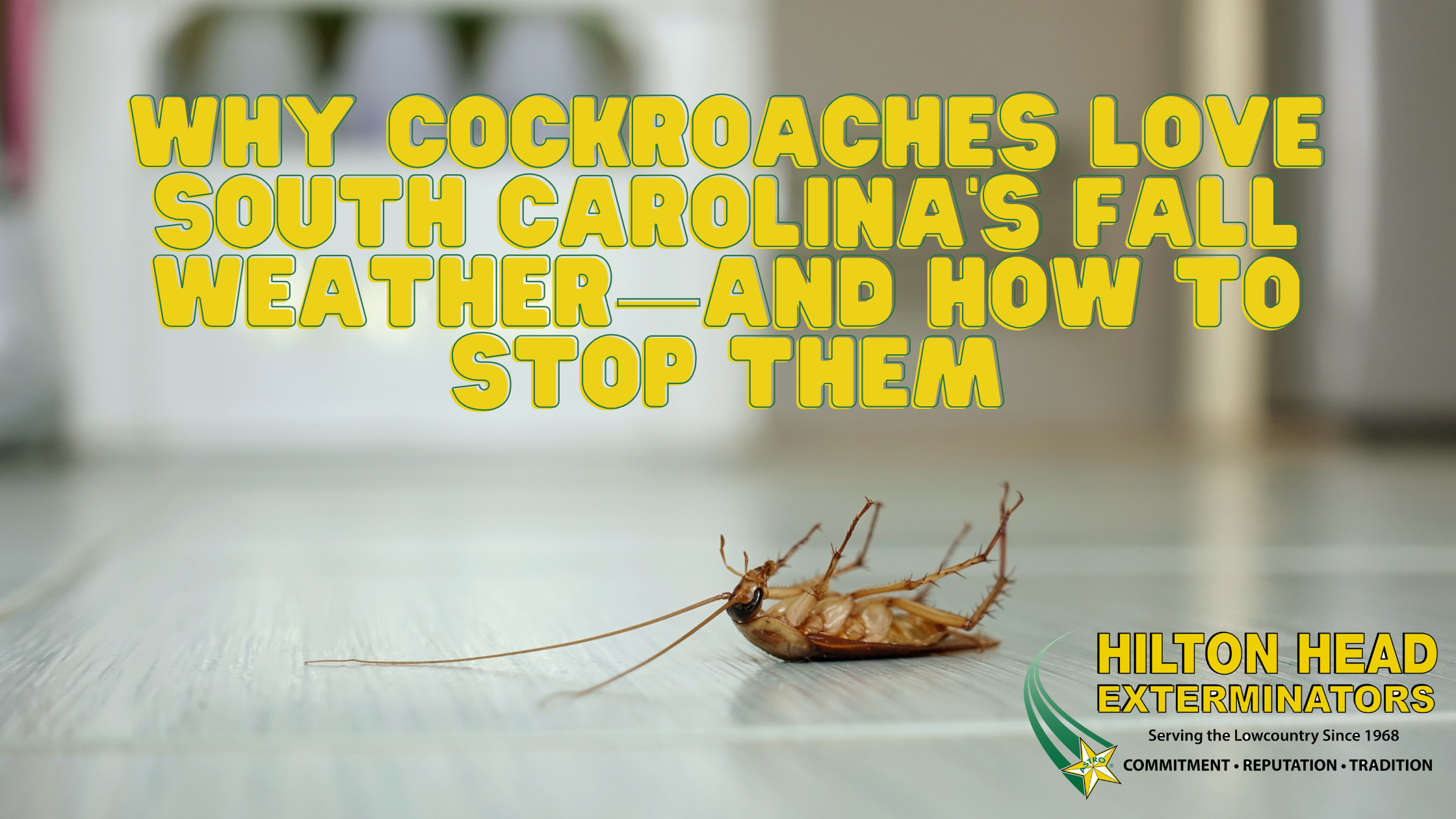 Why Cockroaches Love South Carolina’s Fall Weather—and How to Stop Them